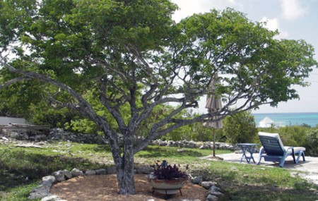 Lignum Vitae is a Remarkable Wood | Math Encounters Blog